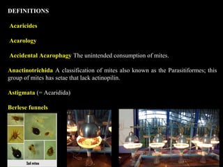 Comparative morphology of Acari, phylogeny of higher categories in ...