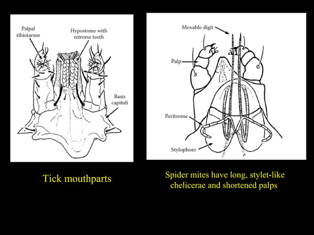 Comparative morphology of Acari, phylogeny of higher categories in ...