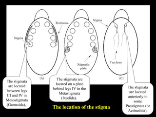 Comparative morphology of Acari, phylogeny of higher categories in ...