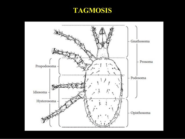 Comparative morphology of Acari, phylogeny of higher categories in mi…