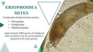 mite transmitted viral plant diseases and their management.pdf