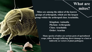 mite transmitted viral plant diseases and their management.pdf