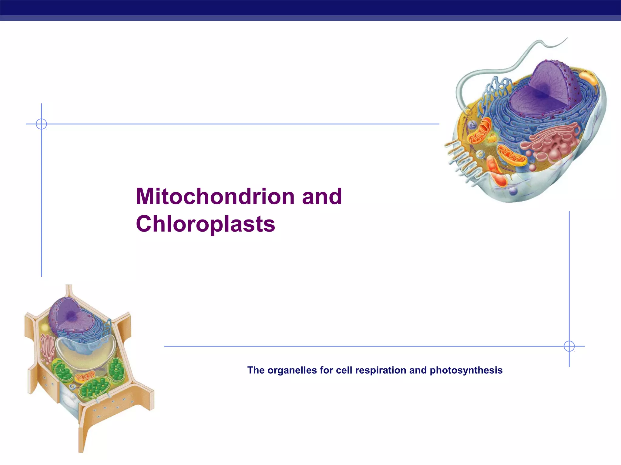 Chloroplast and Mitochondria | PPT
