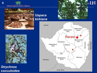Indigenous fruit use in Zimbabwe and Malawi Dagmar Mithöfer World ...