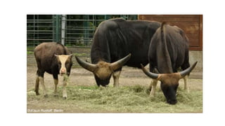 FEEDING AND NUTRITION OF MITHUN | PPTX