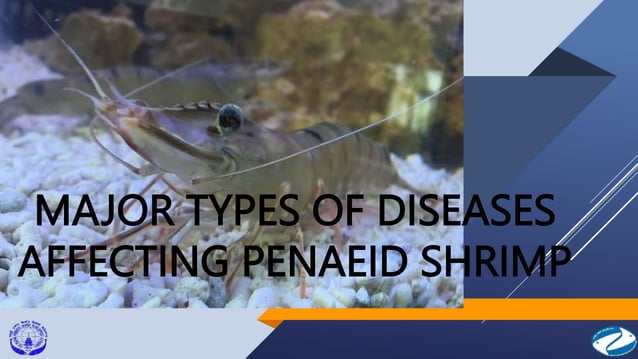 major type of diseases affecting shrimps | PPTX