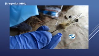 major type of diseases affecting shrimps | PPTX