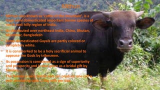 Mithun gayal | PPT