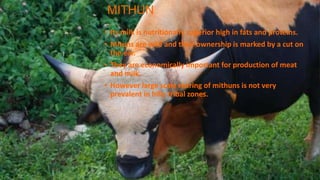Mithun gayal | PPT