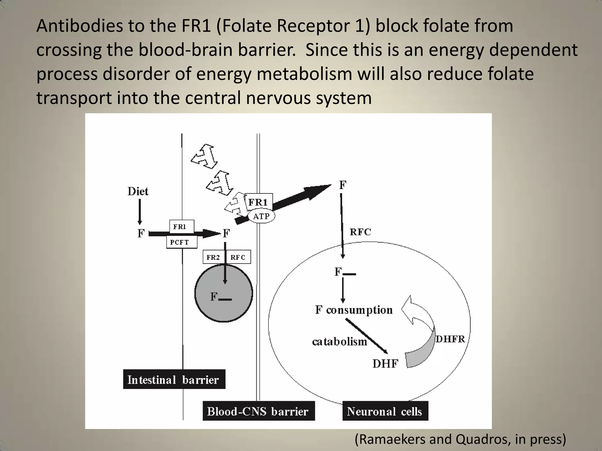 Mitochondrial Disorders and Cerebral Folate Deficiency in Autism ...