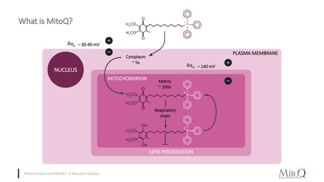 Mitochondria and MitoQ – A research update | PPTX | Chemistry | Science