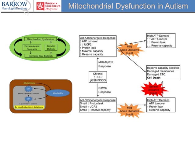 Primary Mitochondrial Disease and Secondary Mitochondrial Dysfunction ...