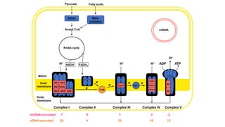Mitochondrial Replacement Therapy | PPTX
