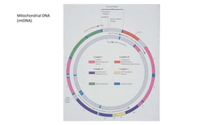 Mitochondrial Replacement Therapy | PPTX