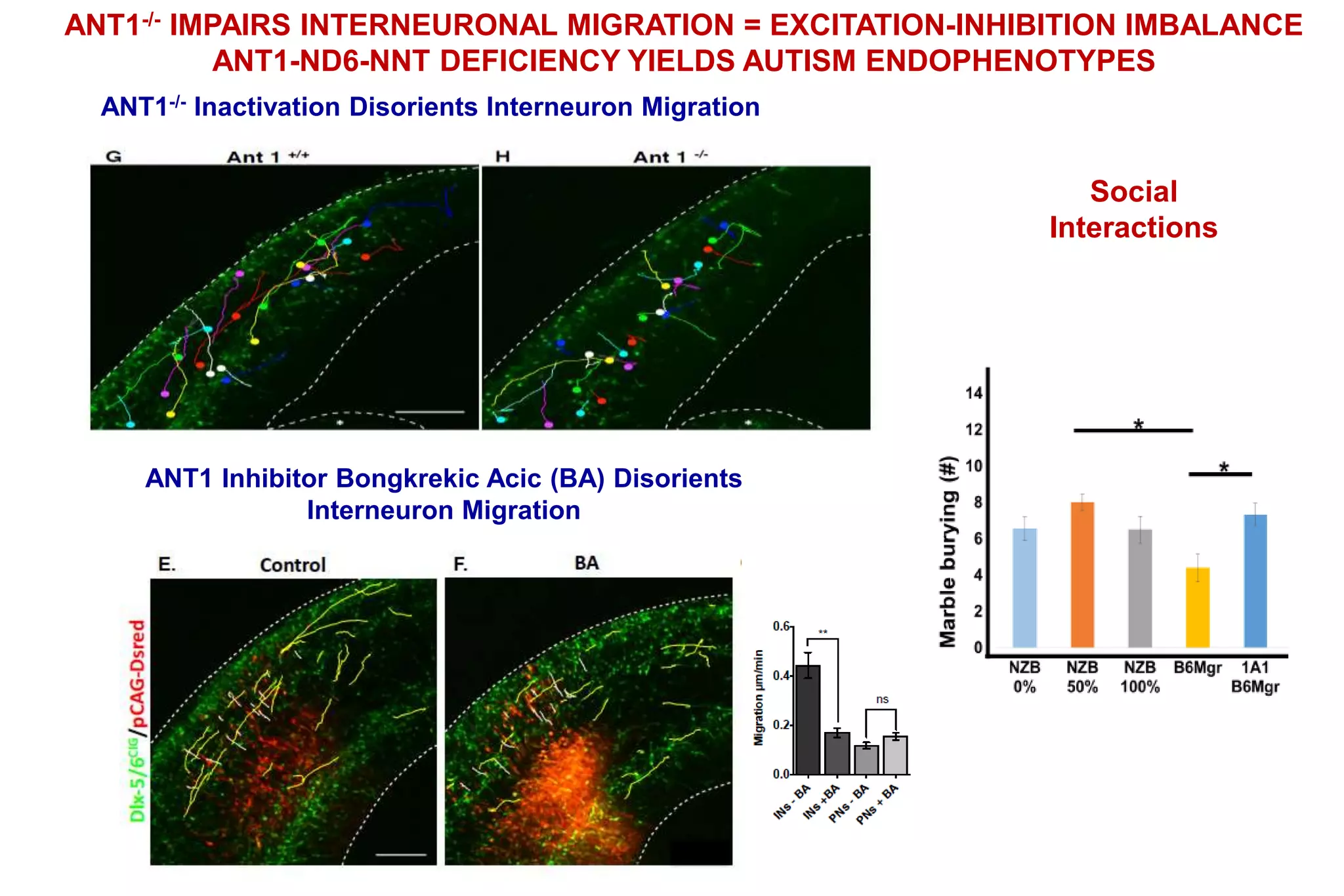 Dr. Wallace - Mitochondrial Genetics and Disease | PPTX | Brain and ...