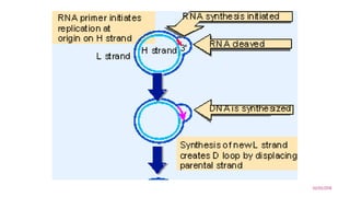Mitochondrial DNA Replication | PPTX