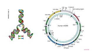 Mitochondrial DNA Replication | PPTX