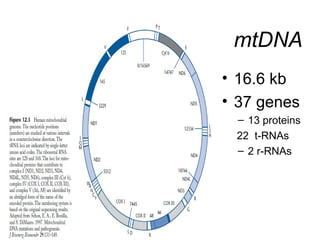 Mitochondrial disorders | PPT