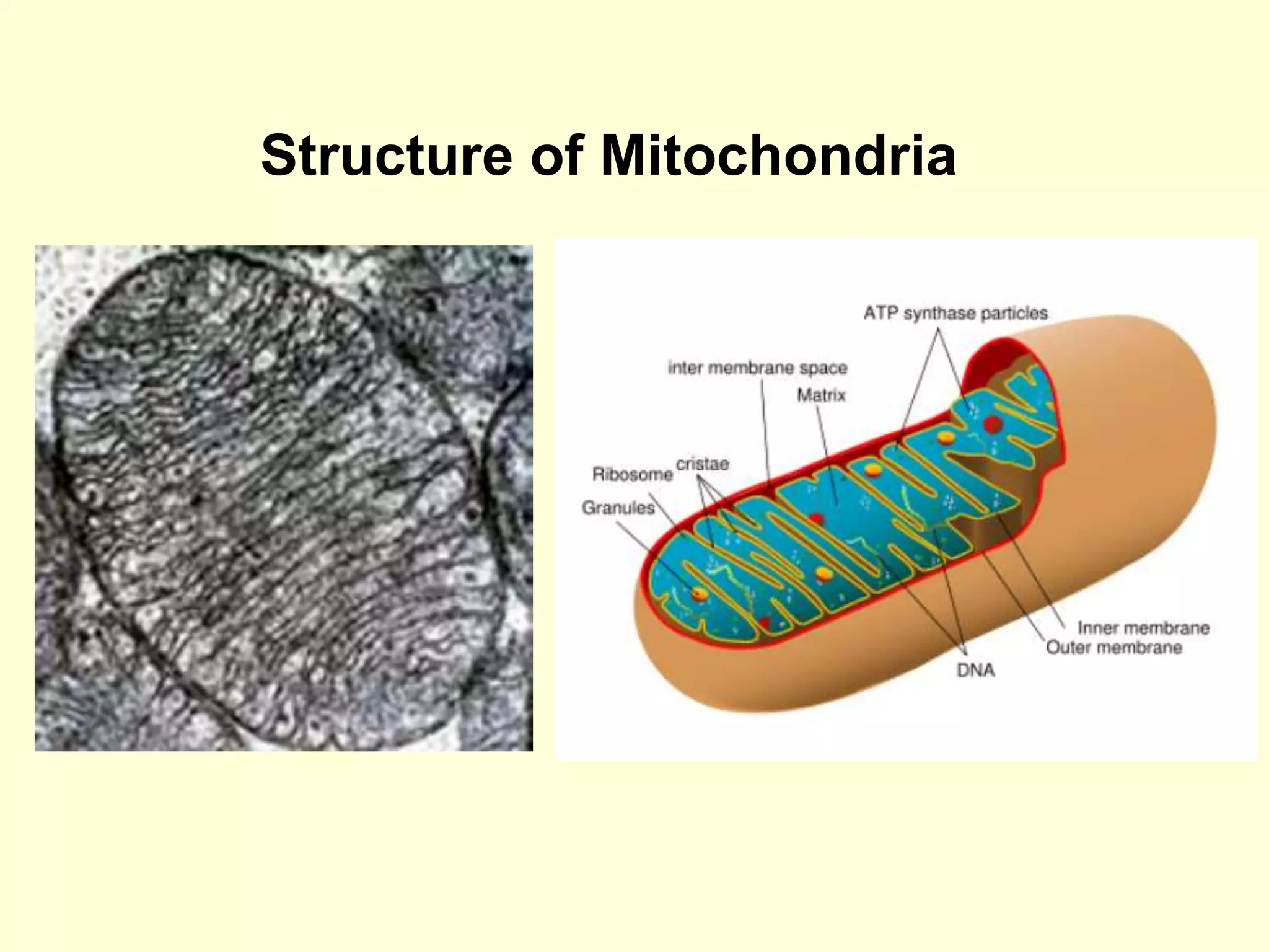 Mitochondria-1.pptx