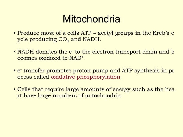 Mitochondria-1.pptx