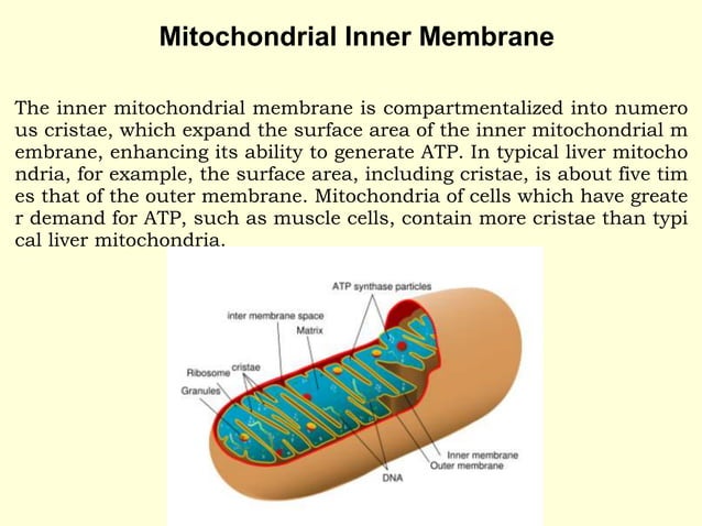 Mitochondria-1.pptx