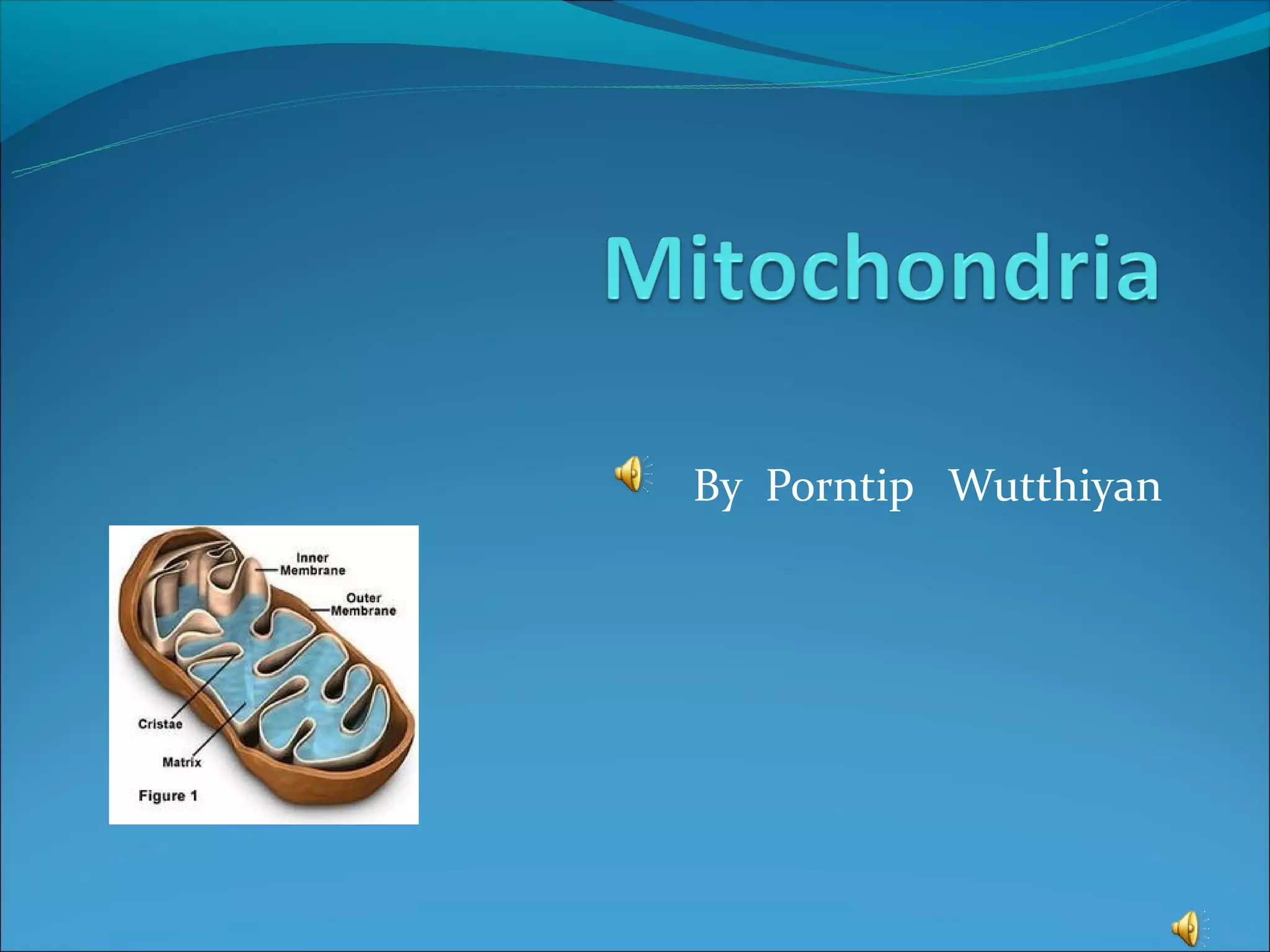 Mitochondria | PPT