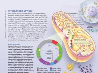 Mitochondria | PPT