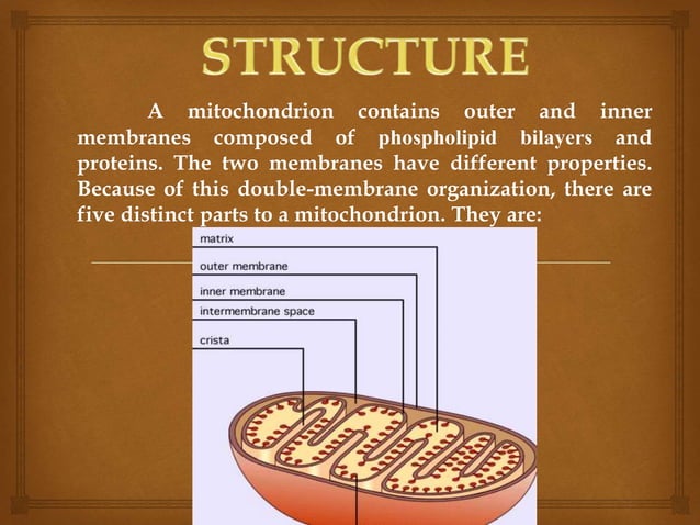 Mitochondria | PPT