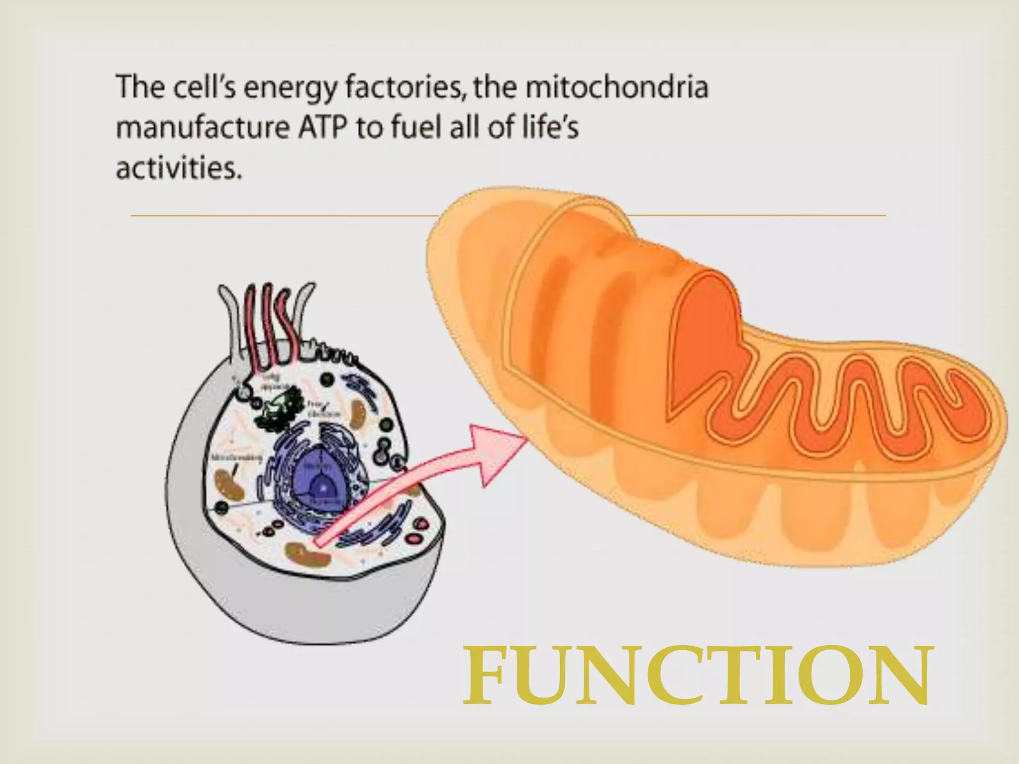 Mitochondria | PPTX