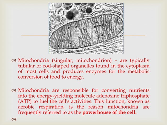 Mitochondria | PPTX