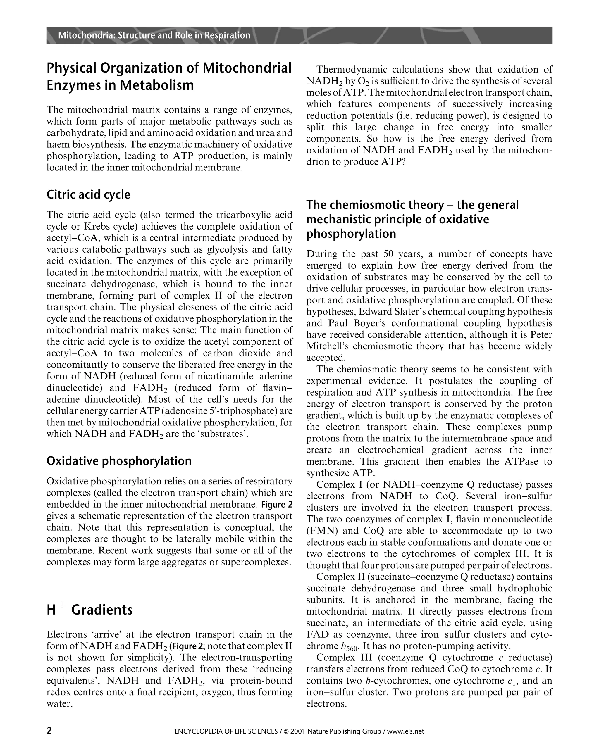 Mitochondria | PDF