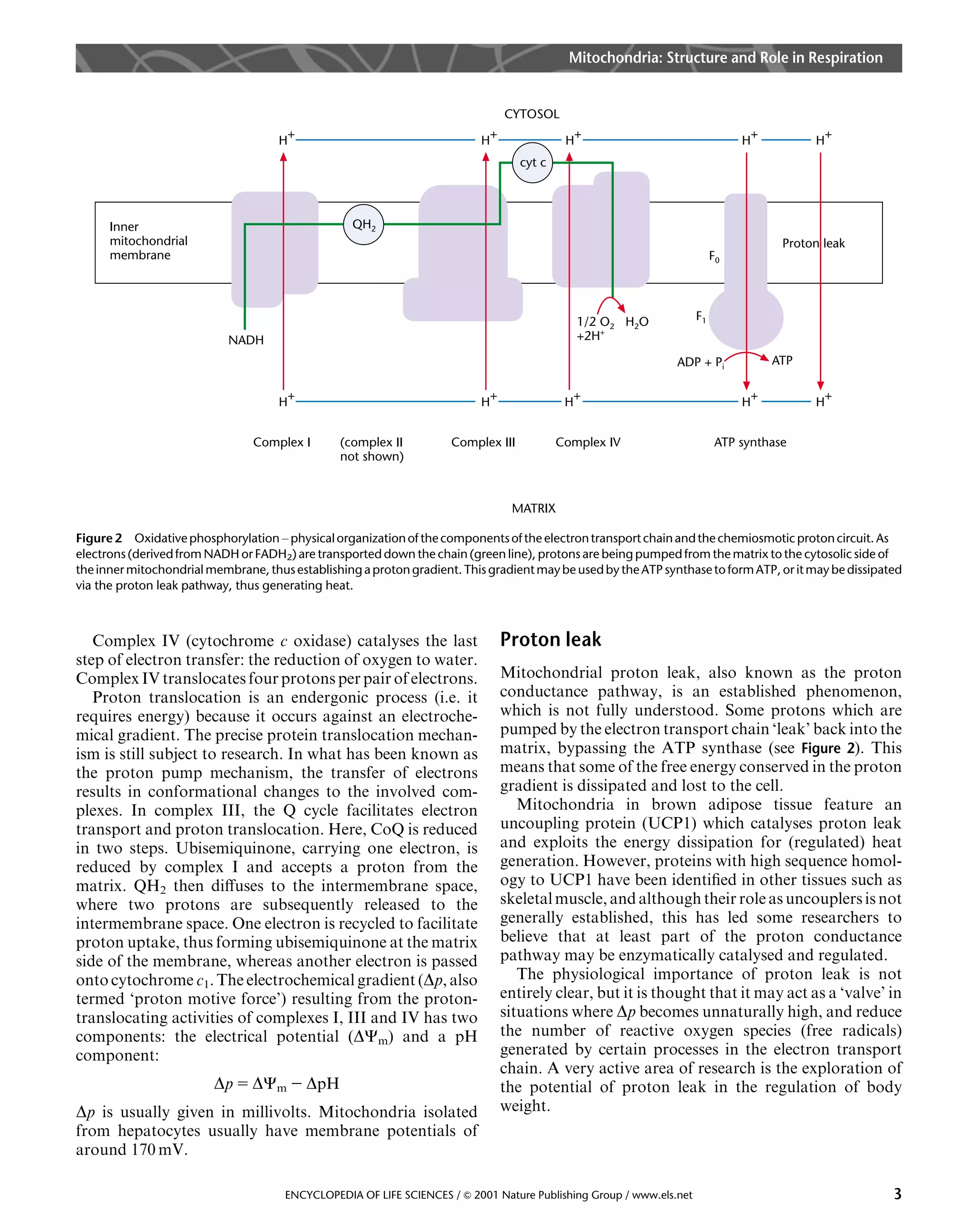 Mitochondria | PDF