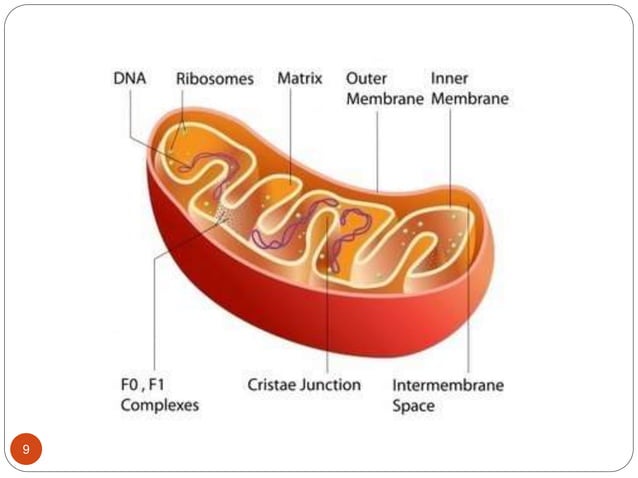 Mitochondria | PPTX | Biological Sciences | Science