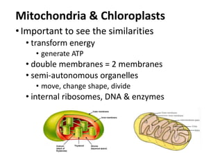 Mitochondria | PPTX