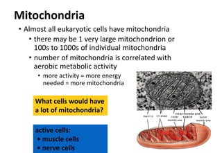 Mitochondria | PPTX