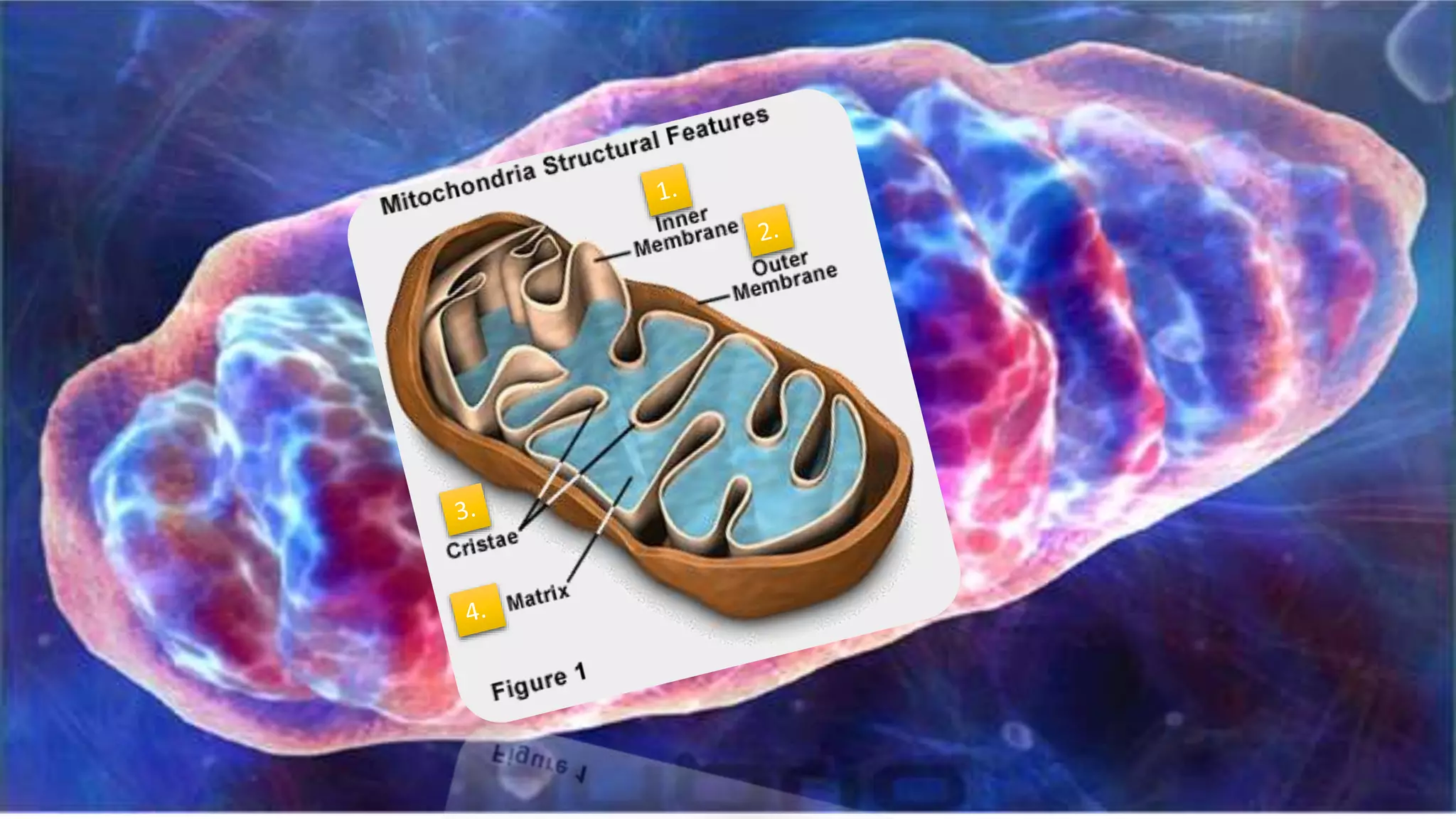Strategic Intervention Materials (SIM) about Mitochondria | PPTX