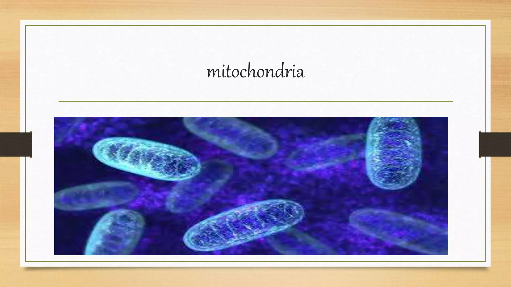 Mitochondria | PPTX