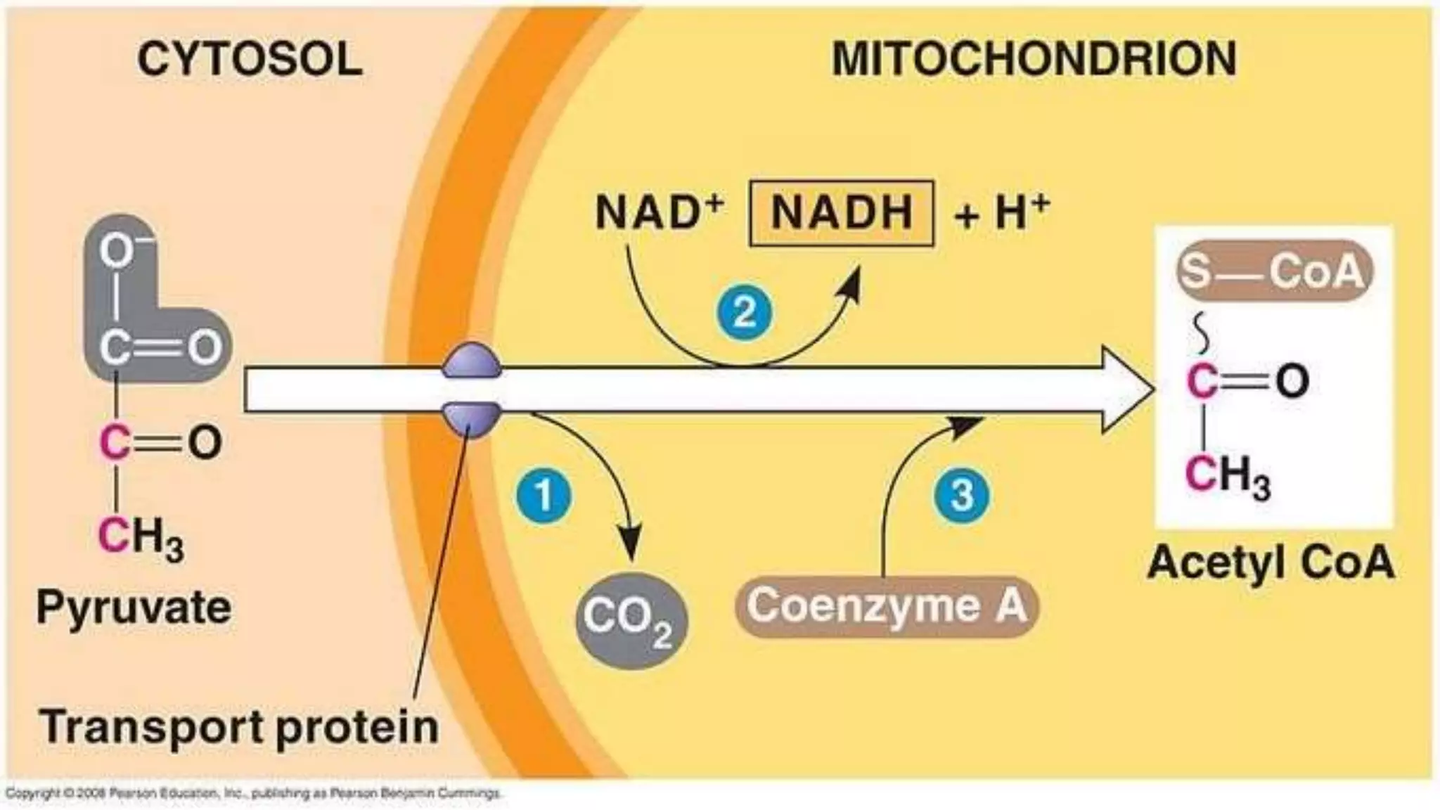Mitochondria (introduction function & Structure) | PPTX