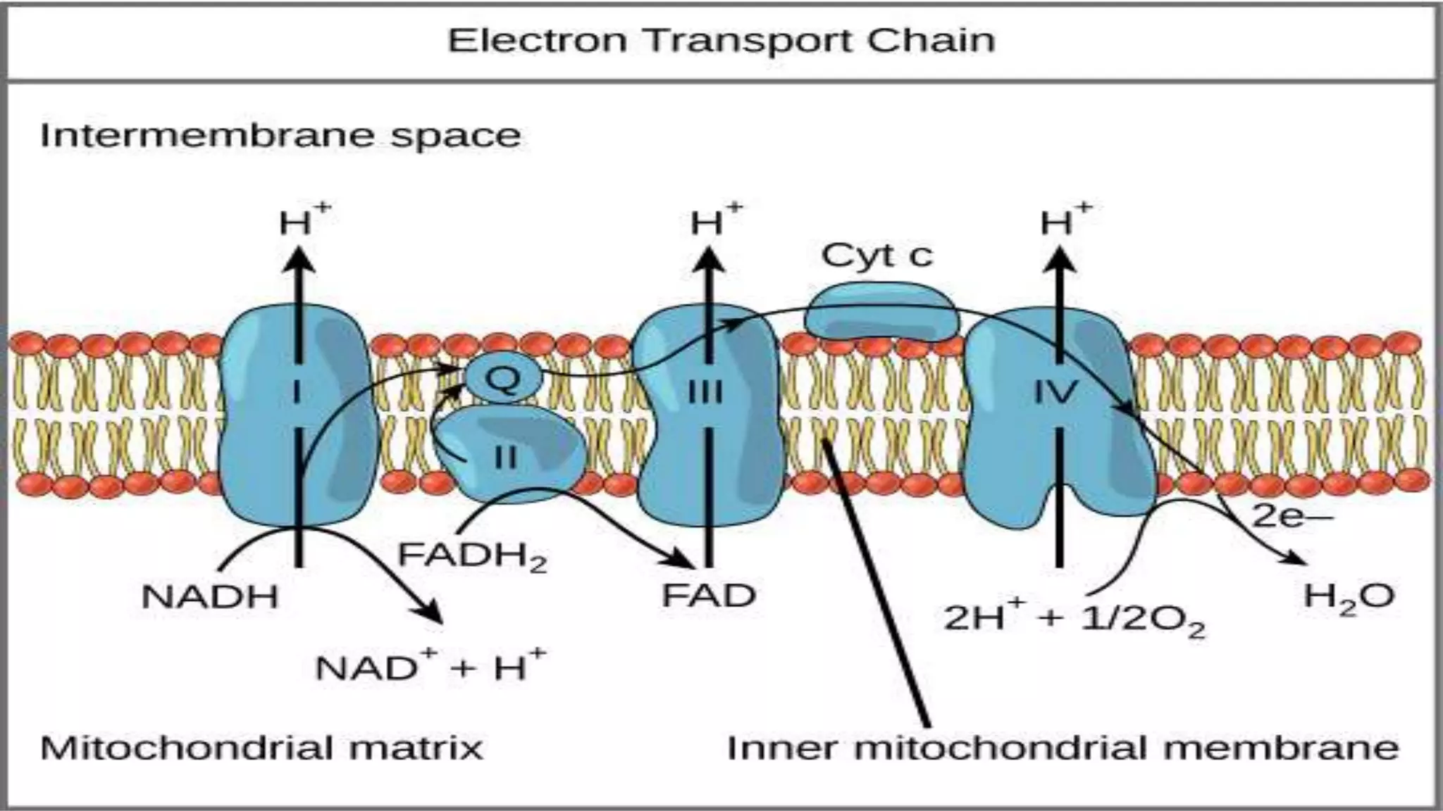 Mitochondria (introduction function & Structure) | PPTX