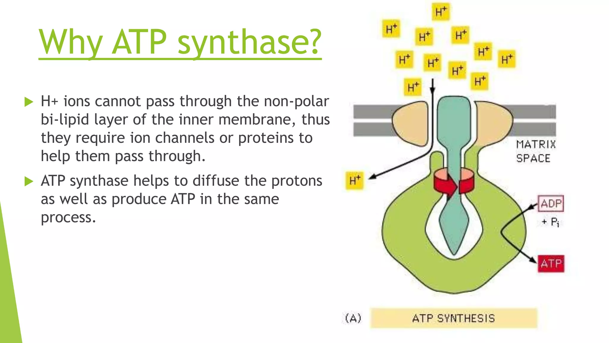 Mitochondria (introduction function & Structure) | PPTX