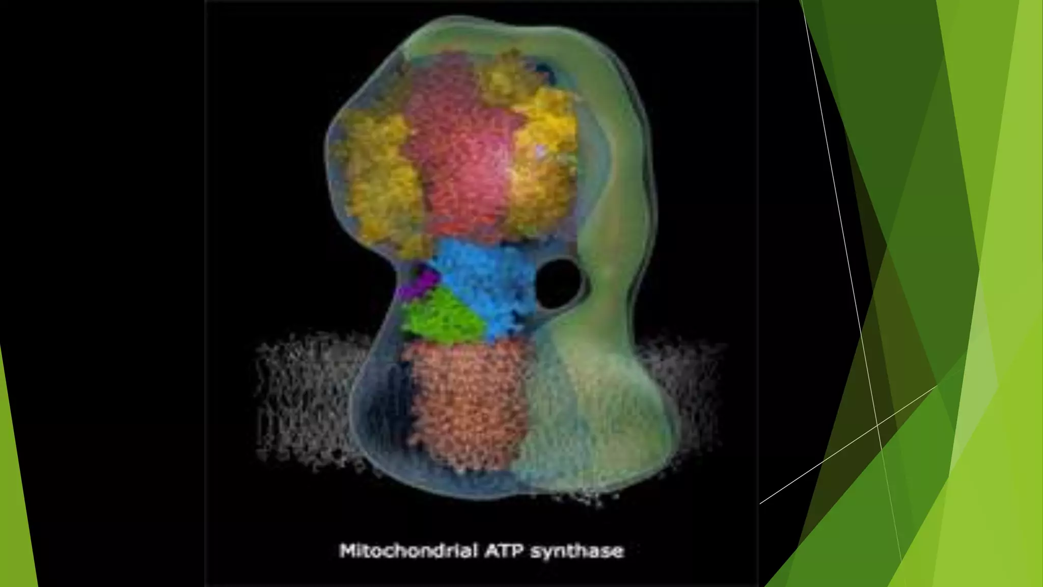 Mitochondria Introduction Function And Structure Pptx Biological Sciences Science