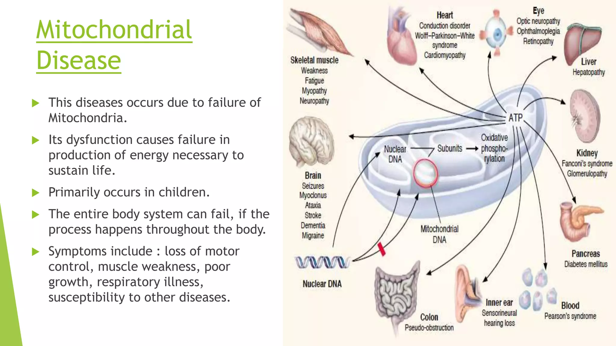 Mitochondria Introduction Function And Structure Pptx Biological Sciences Science