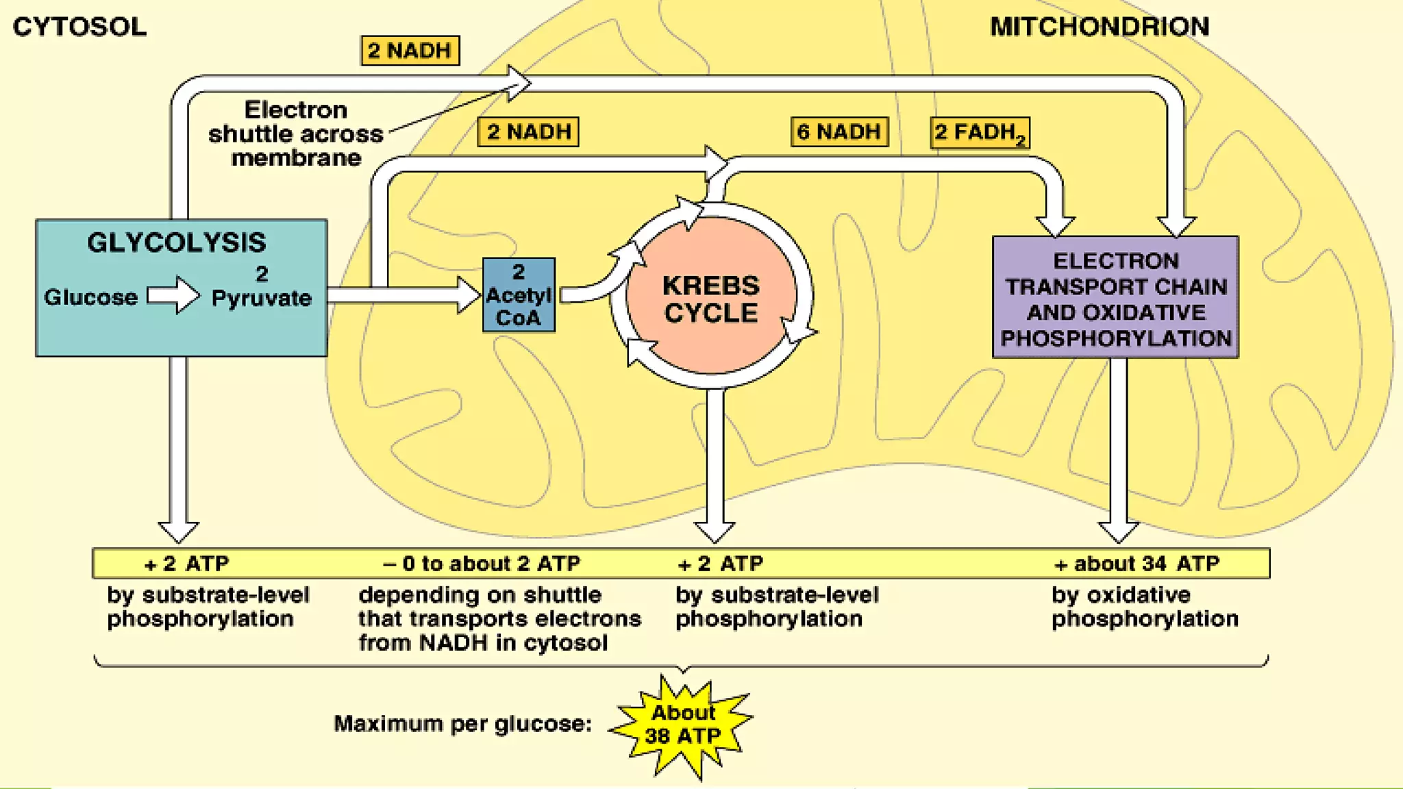 Mitochondria Introduction Function And Structure Pptx Biological Sciences Science
