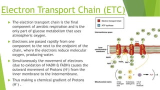 Mitochondria (introduction function & Structure) | PPTX