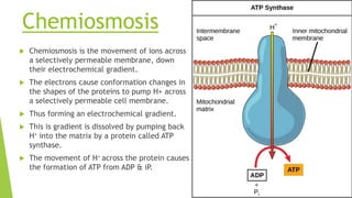 Mitochondria (introduction function & Structure) | PPTX