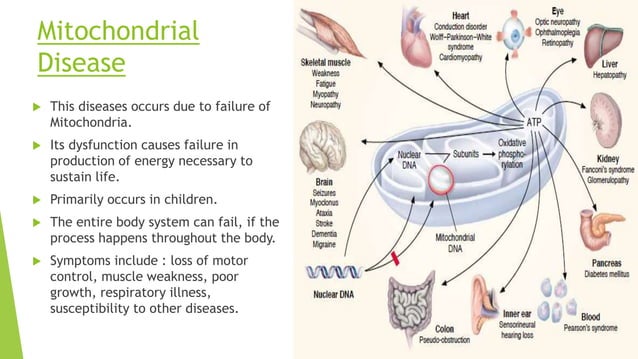 Mitochondria (introduction function & Structure) | PPTX | Biological Sciences | Science