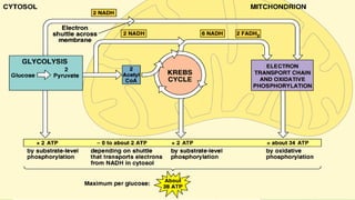 Mitochondria (introduction function & Structure) | PPTX