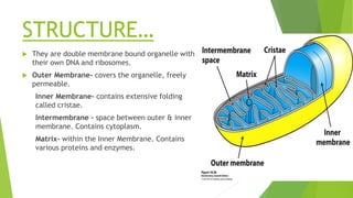 Mitochondria (introduction function & Structure) | PPTX