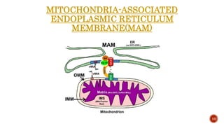 Mitochondria | PPT