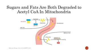 Mitochondria | PPT